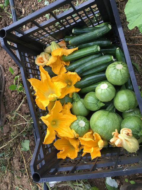 ta’ Ċikku Farmers. Mixed Vegetable Box – Fresh, Seasonal & Customizable